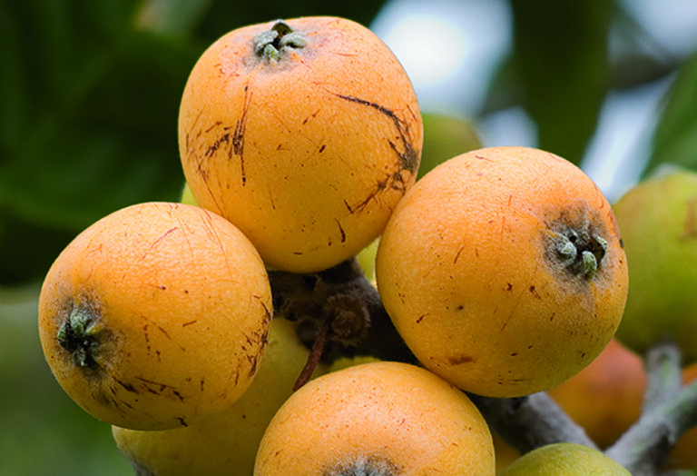 Le nespole di Trabia – Accademia delle 5T